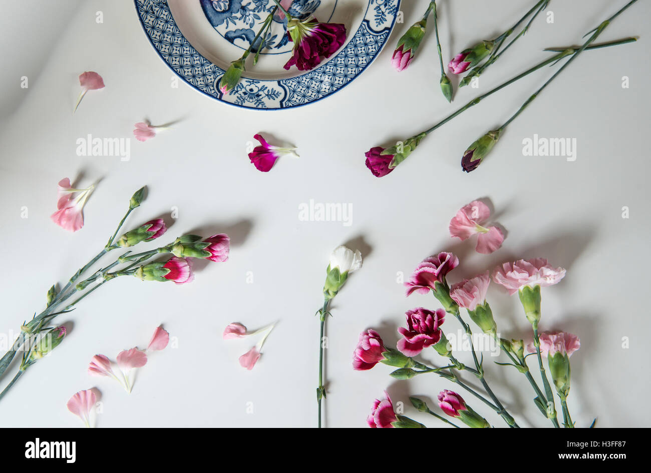 Light carnations hi-res stock photography and images - Alamy