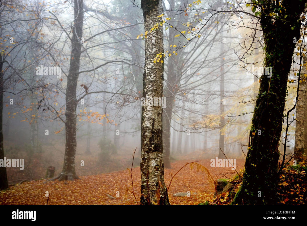 Autumn forest at Mata da Albergaria, Geres National Park, Portugal ...