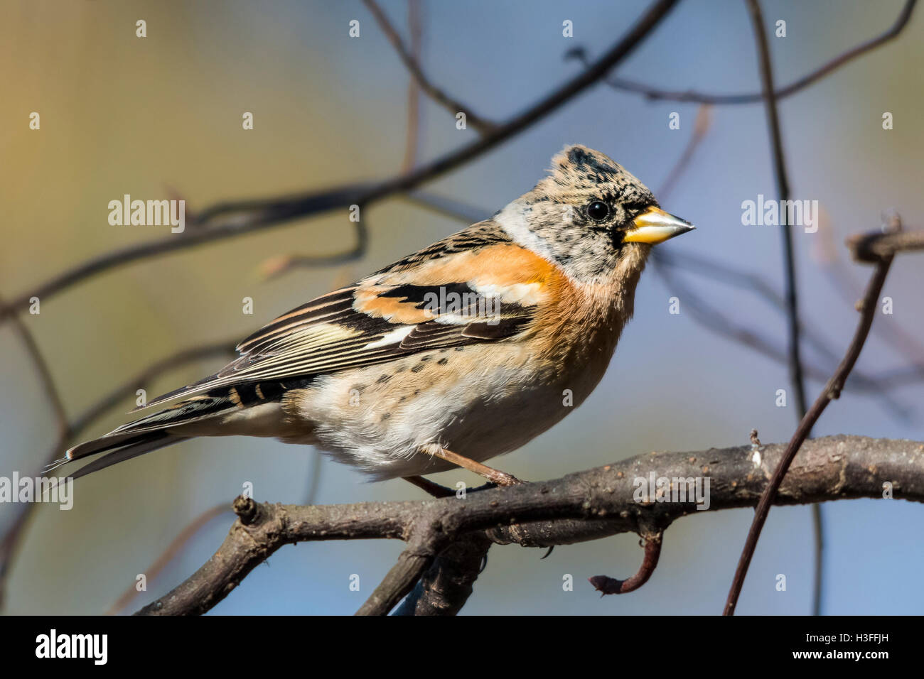 Female brambling hi-res stock photography and images - Alamy