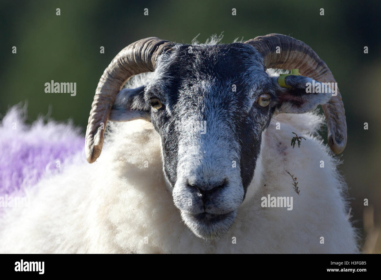 Sheep with black markings hi-res stock photography and images - Alamy