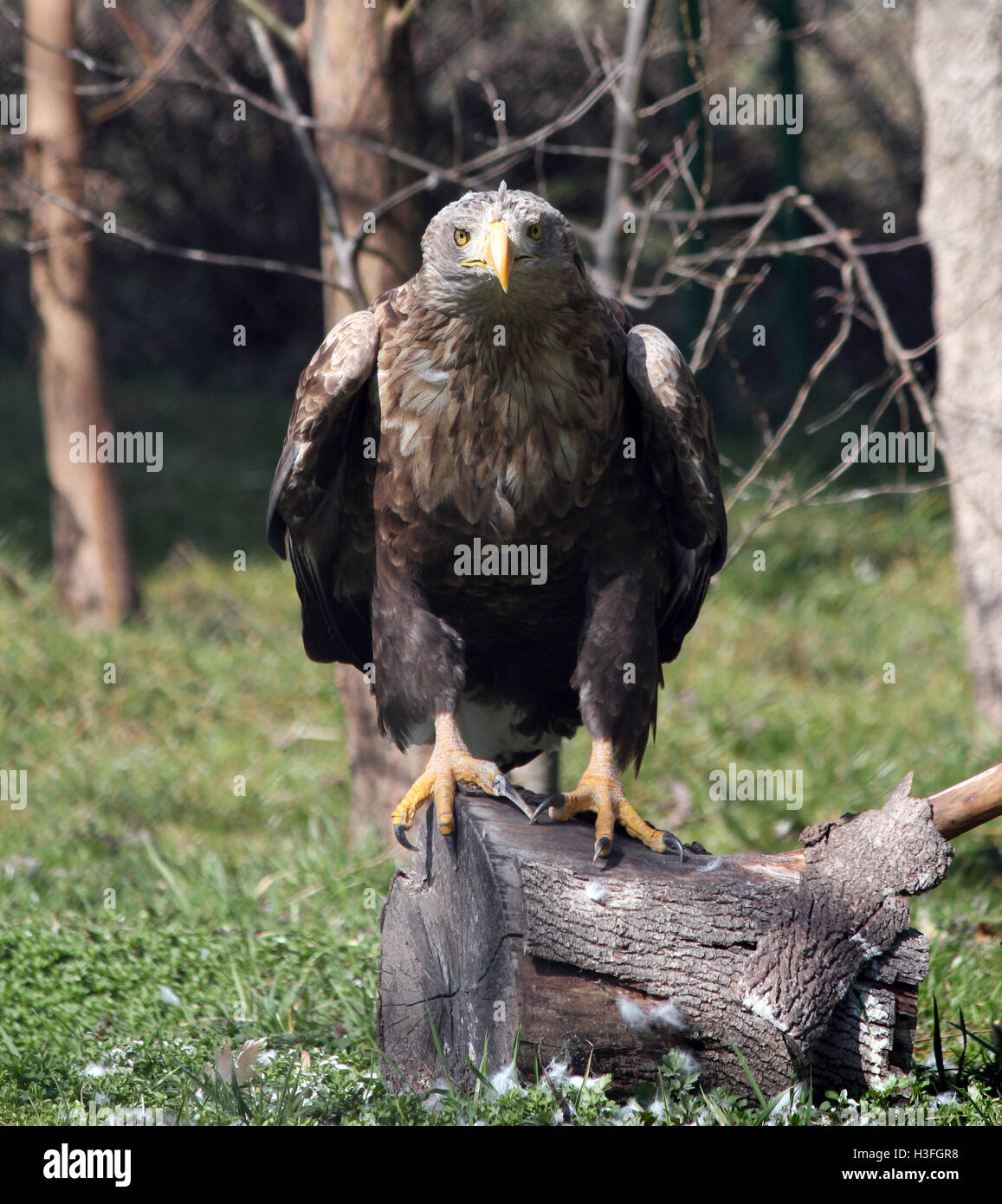 European white tailed eagle wildlife scene Stock Photo - Alamy