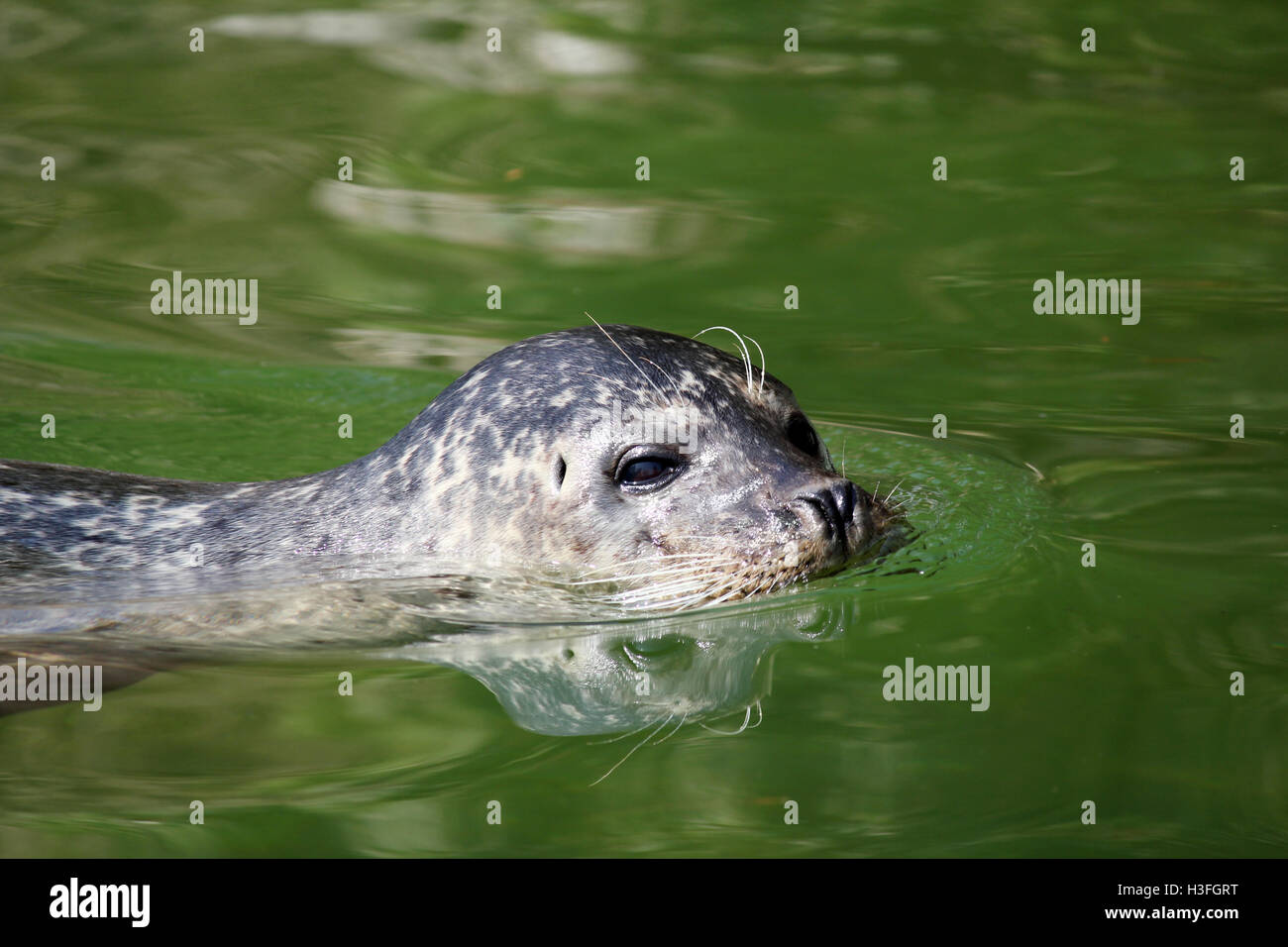 seal aquatic mammal swimming wildlife scene Stock Photo - Alamy