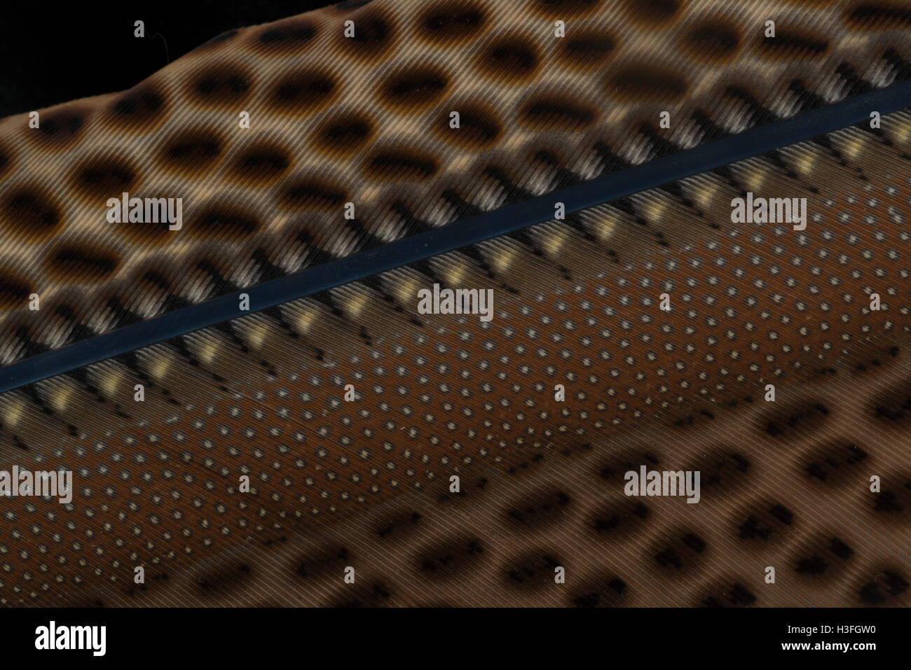 Pheasant feather hi-res stock photography and images - Alamy