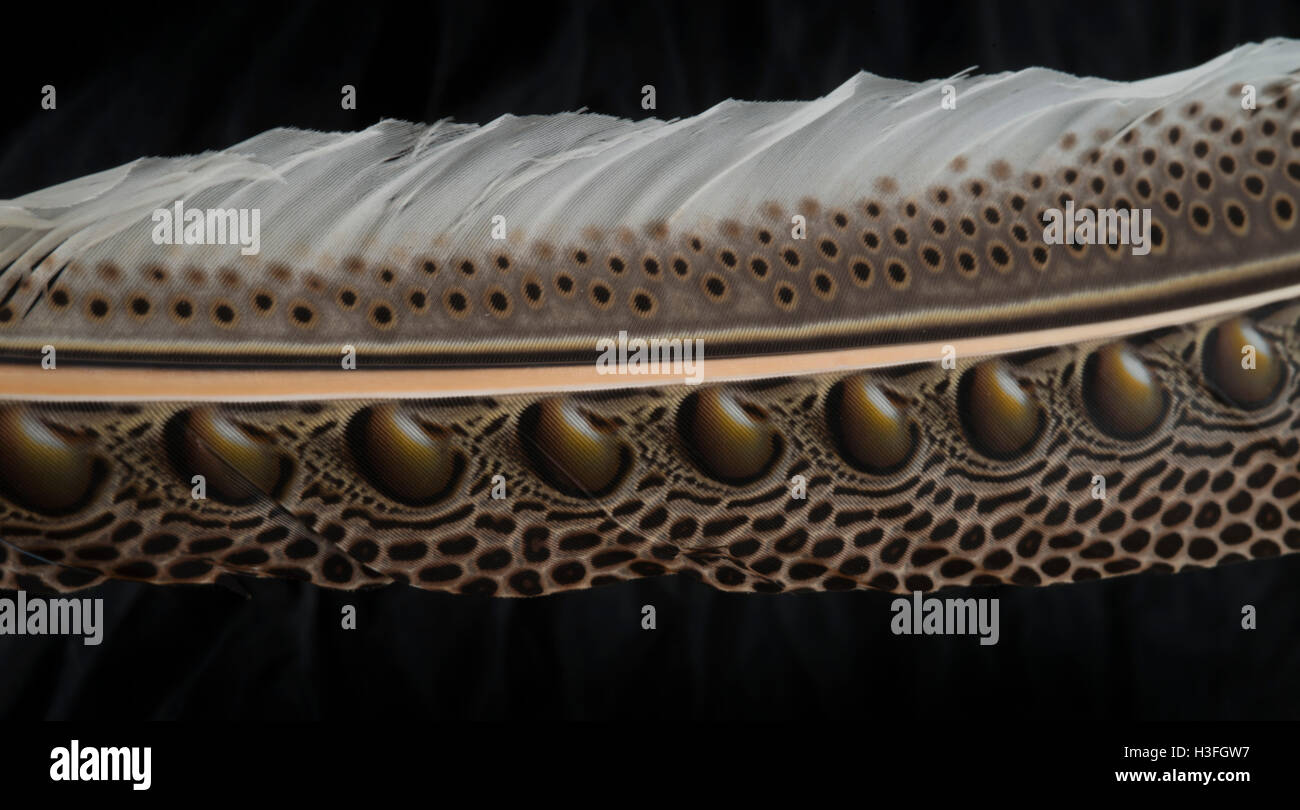 Right secondary feather of male Argus Pheasant, Argusianus argus Stock ...