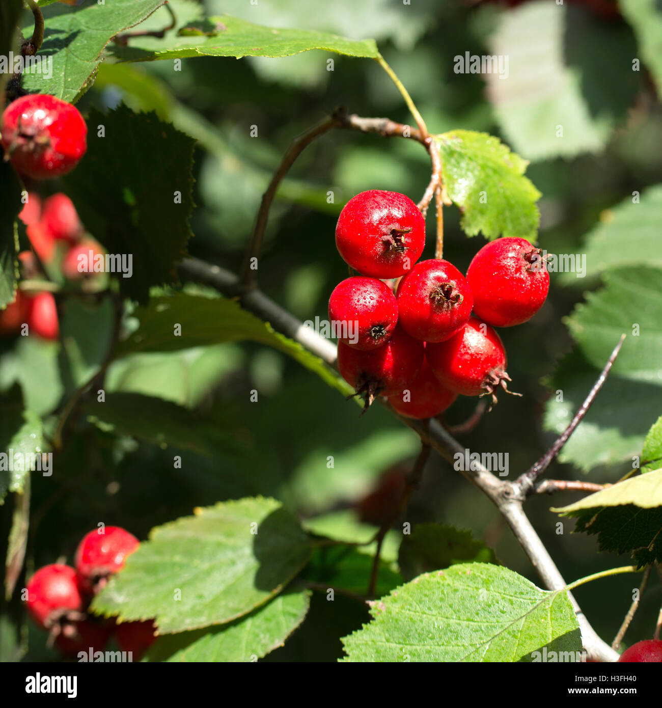 Hawthorn Wood Database at Guillermo Odea blog