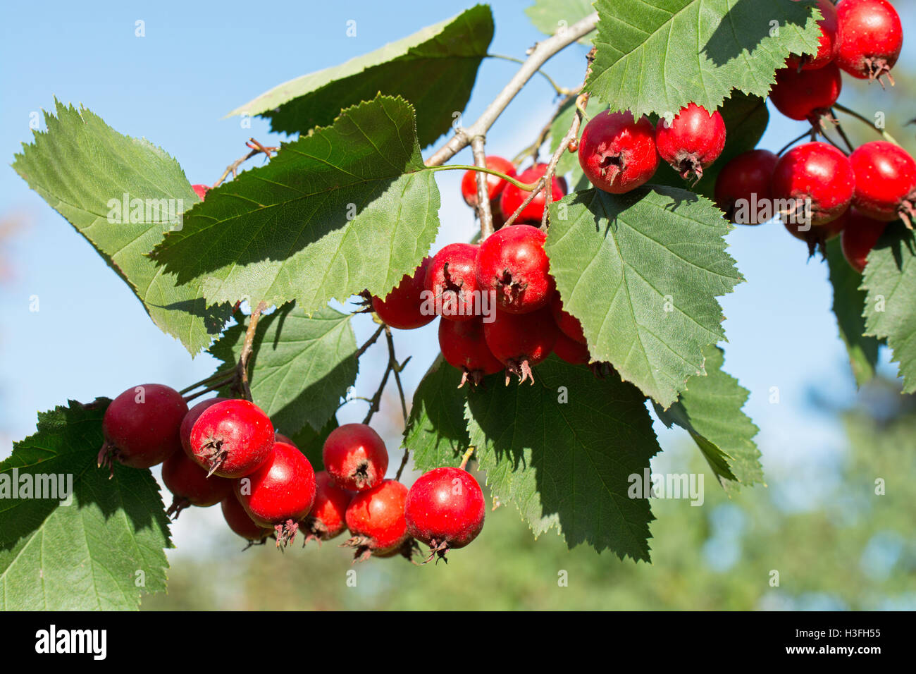 Red thorn apple hi-res stock photography and images - Alamy