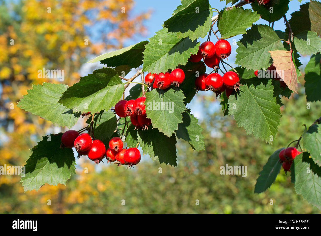 Hawthorn apple hi-res stock photography and images - Alamy