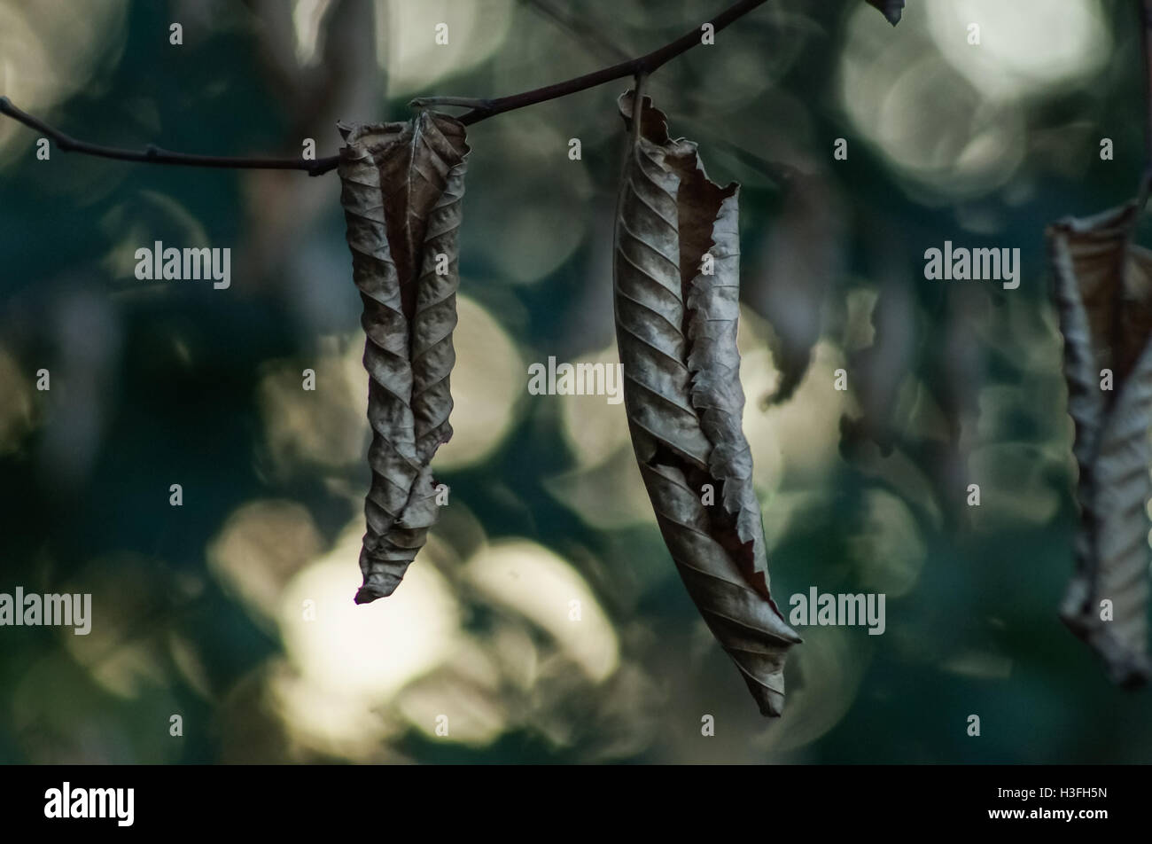 Faded autumn leaves on tree in front of blurred background Stock Photo ...