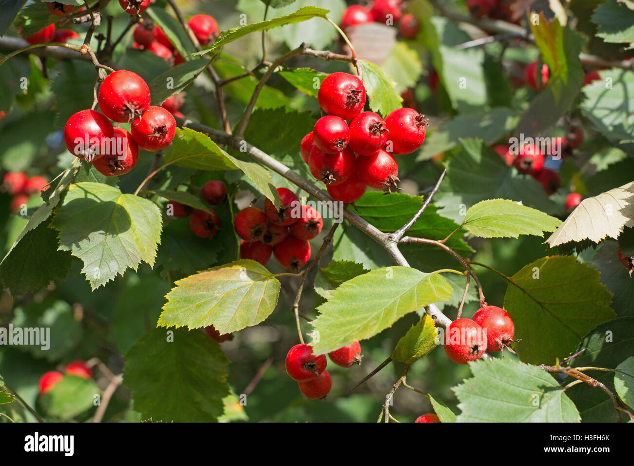 Spiraeoideae hi-res stock photography and images - Alamy