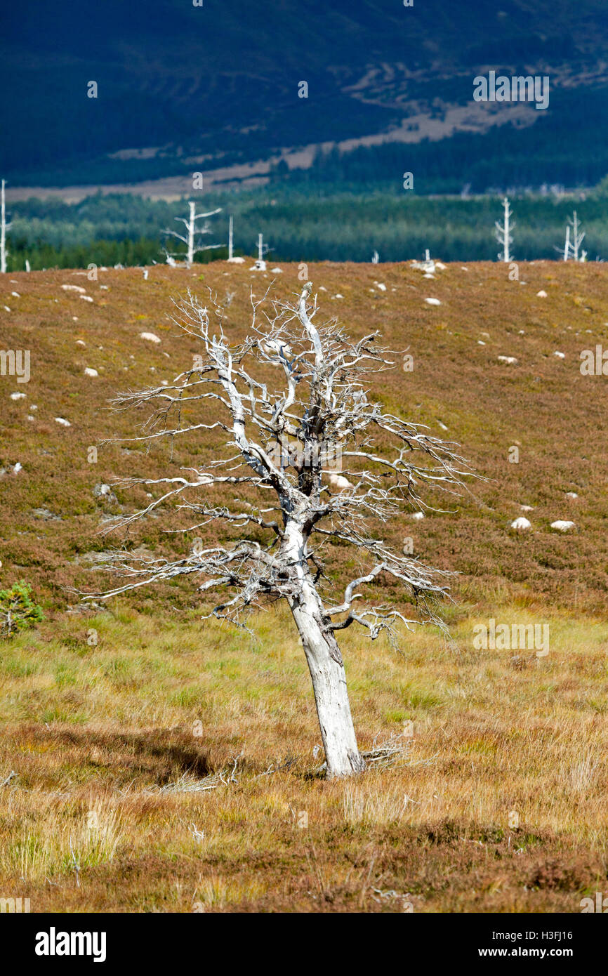 Dead dried up tree in forest hi-res stock photography and images - Alamy