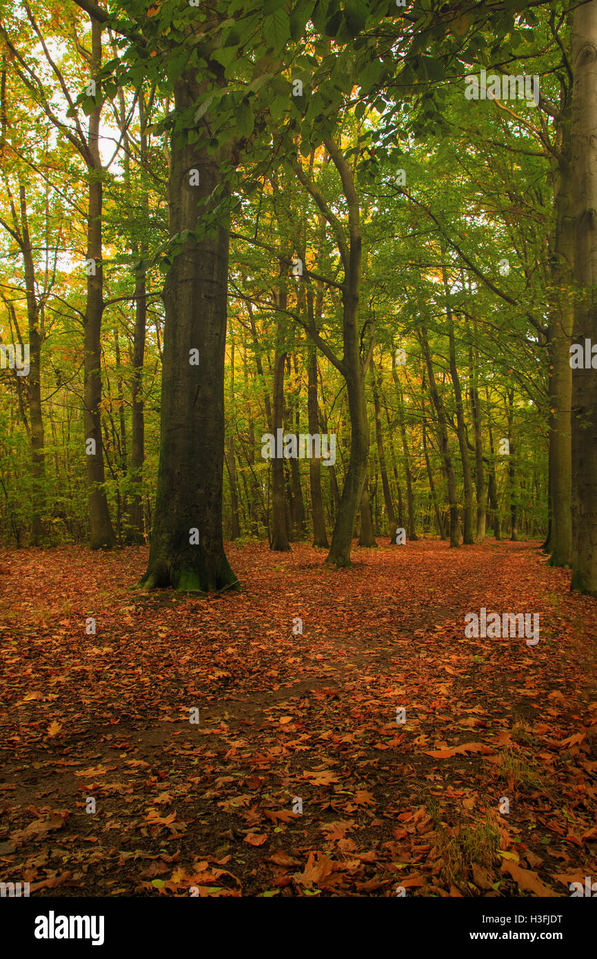 Fall in the forest Stock Photo - Alamy
