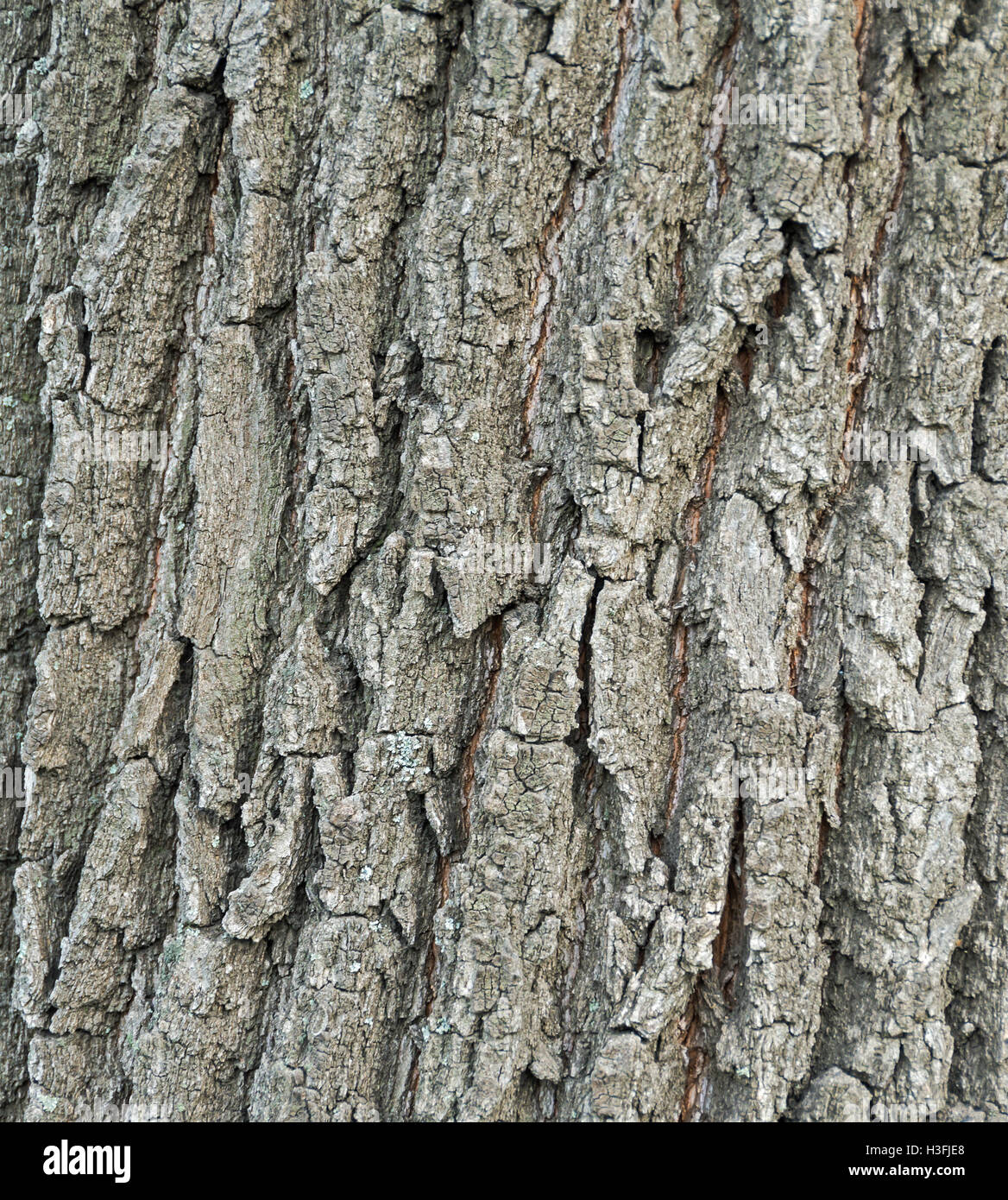 Textured picture of site of the old poplar bark in late autumn Stock ...