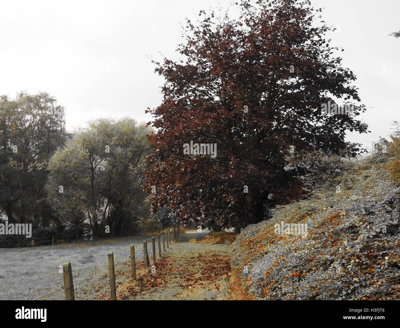 Autumn Tree Single Color Stock Photo - Alamy