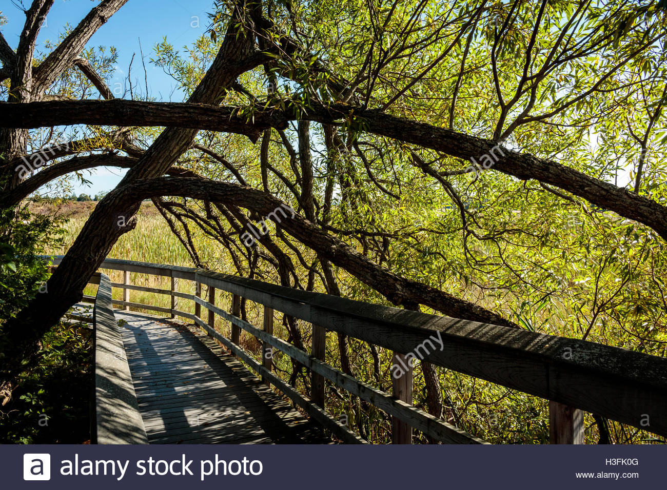 Tree And Boardwalk High Resolution Stock Photography and Images - Alamy