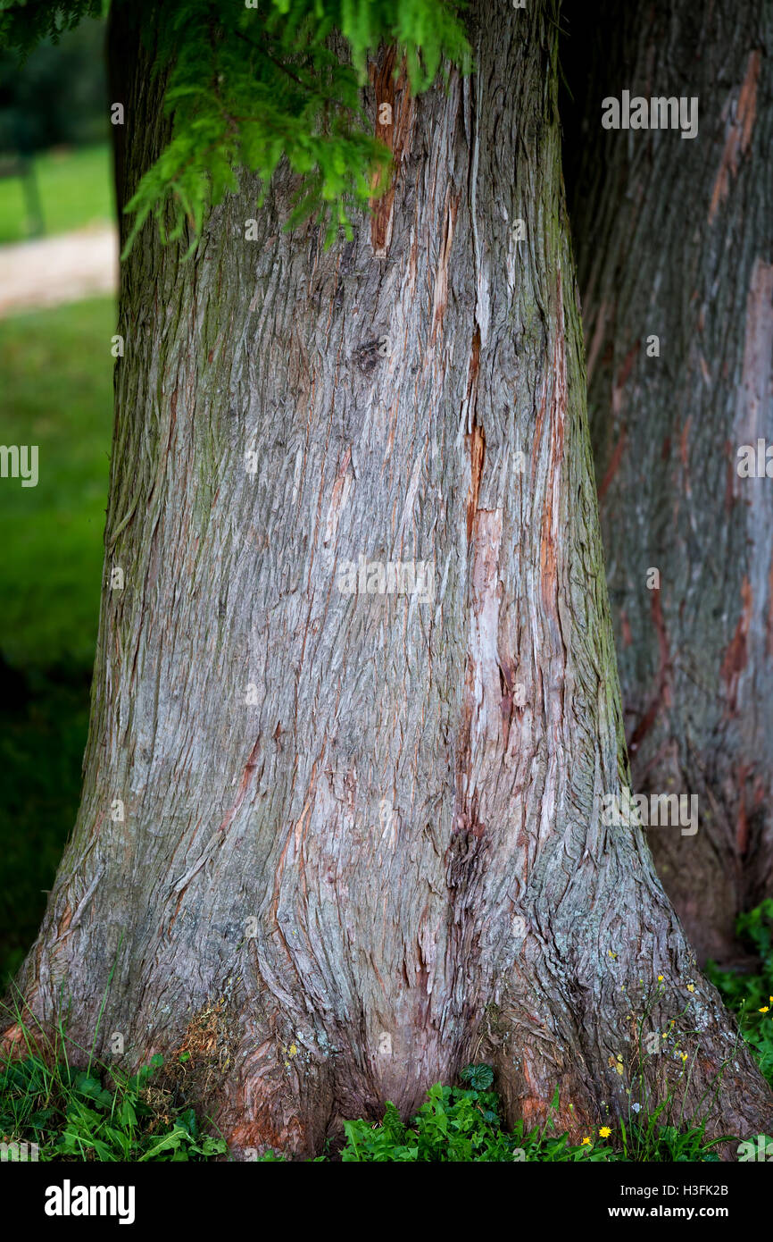 Bald cypress tree bark hi-res stock photography and images - Alamy