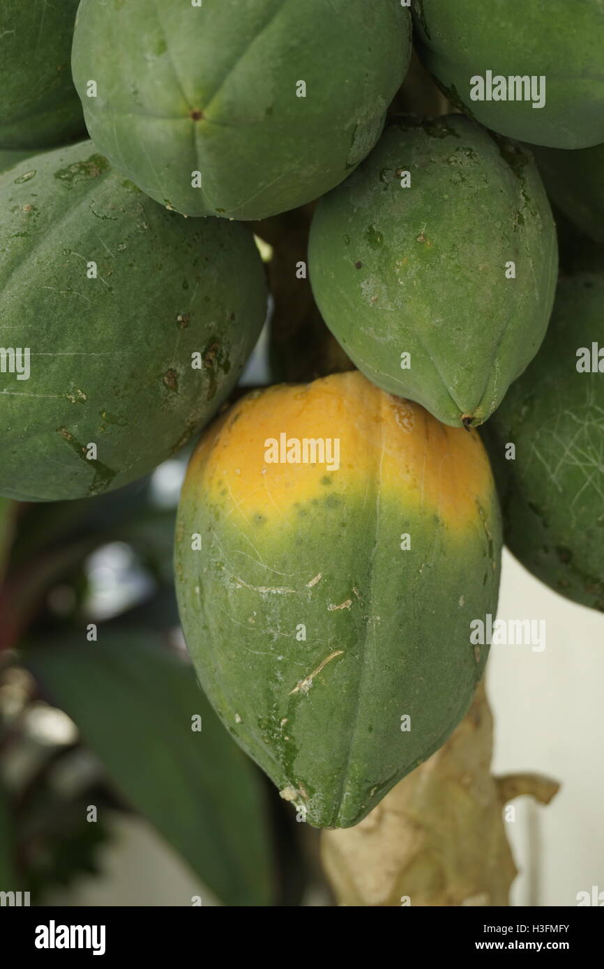 half ripe papaya fruit Stock Photo - Alamy