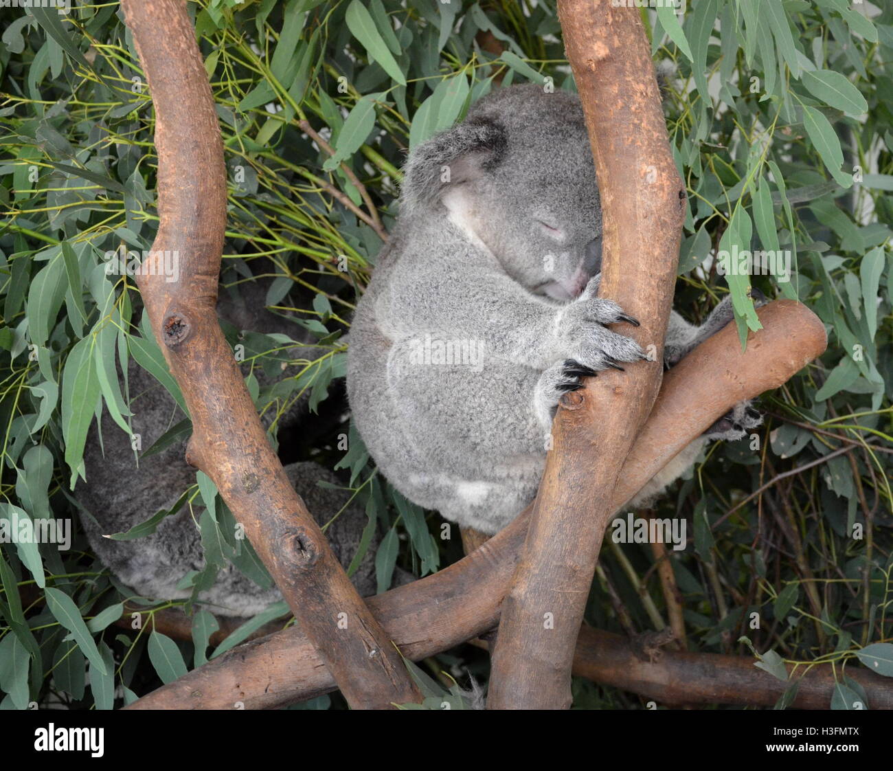 Sleeping koala sitting on an eucalyptus tree branch - Australian ...
