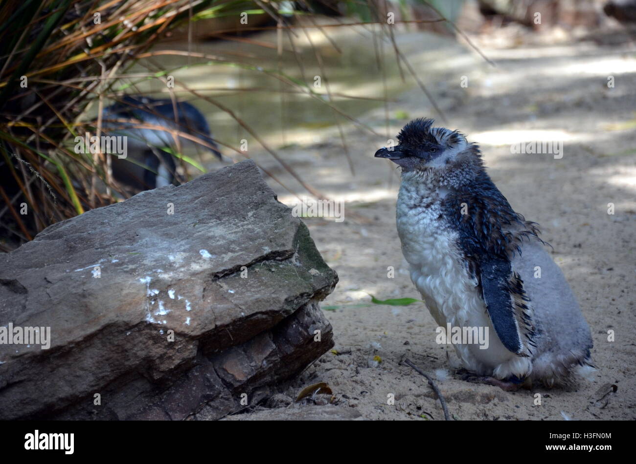 Little Penguin with wet furry next to a rock Stock Photo - Alamy