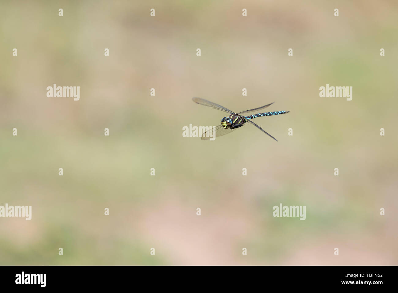 Common Hawker Dragonfly; Aeshna juncea Single Male in Flight Cornwall ...