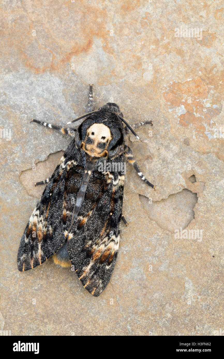 Death's Head Hawkmoth; Acherontia atropos Single Showing Skull Pattern ...