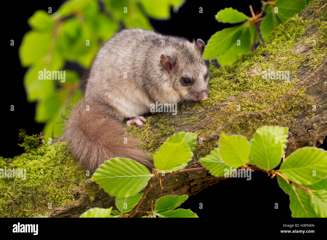 Edible Dormouse; Glis glis Single on Branch UK Stock Photo: 122662477 ...