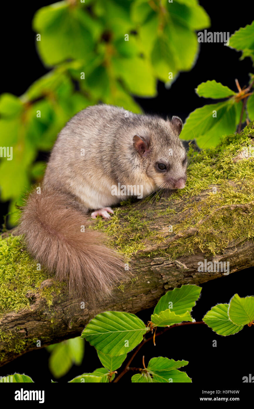Glis glis hi-res stock photography and images - Alamy