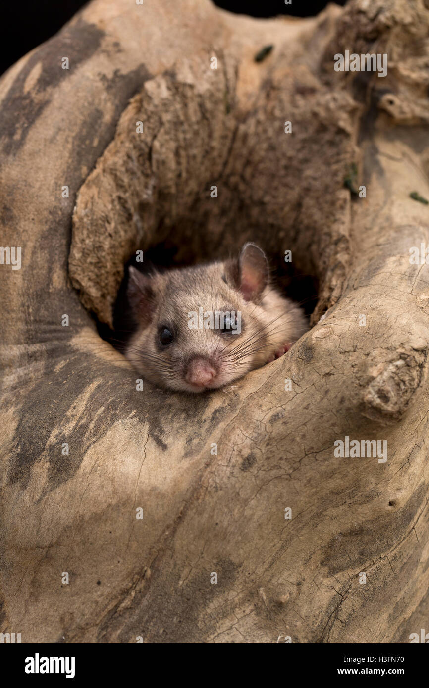 Edible Dormouse; Glis glis Single on Tree UK Stock Photo - Alamy