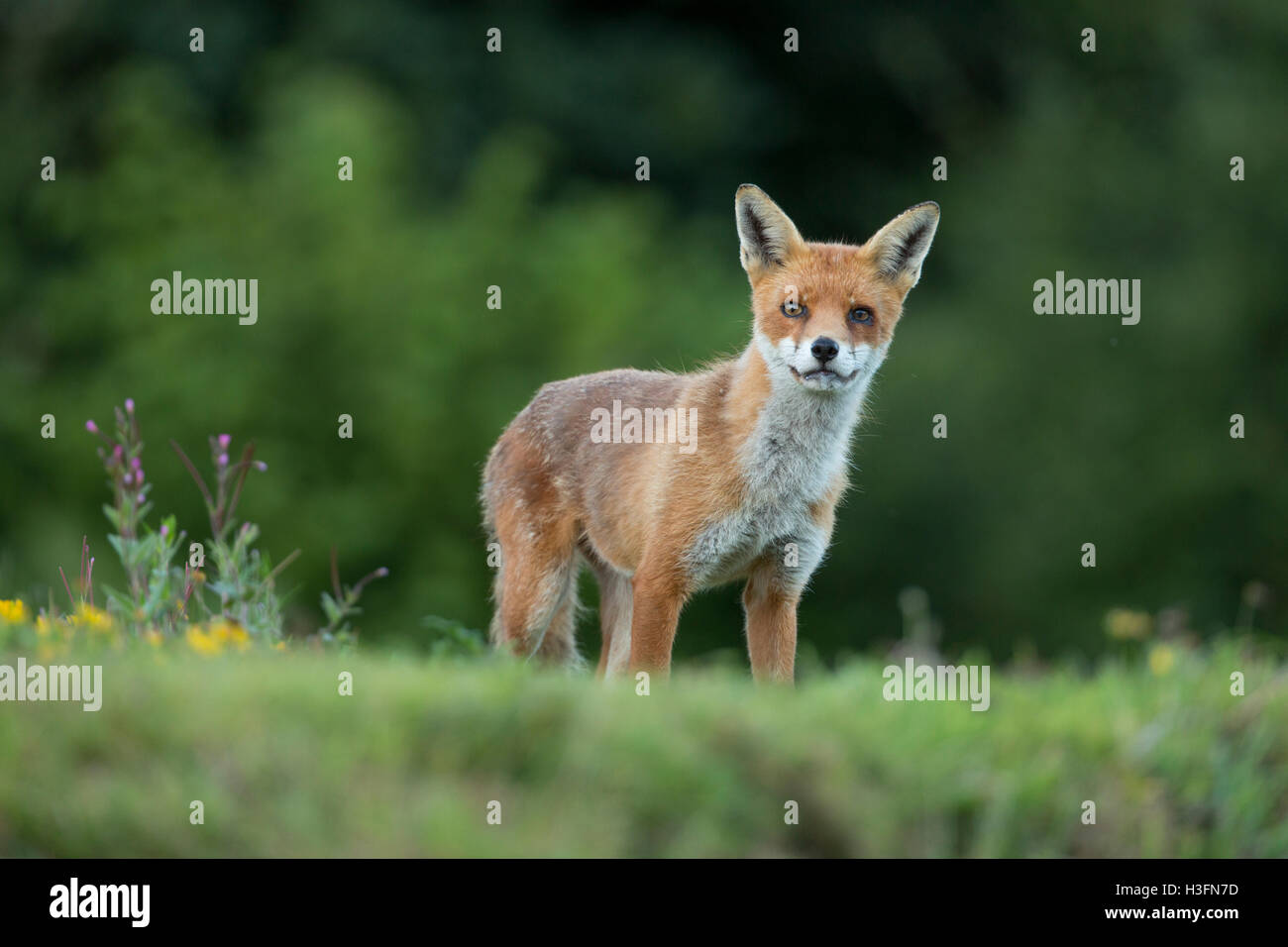 Fox; Vulpes vulpes Cornwall; UK Stock Photo - Alamy