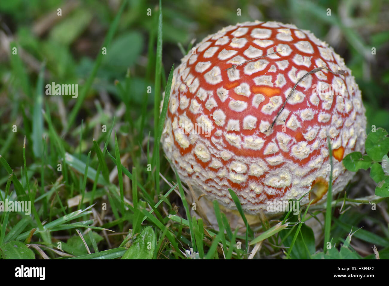 Tiny toadstool mushroom Stock Photo - Alamy