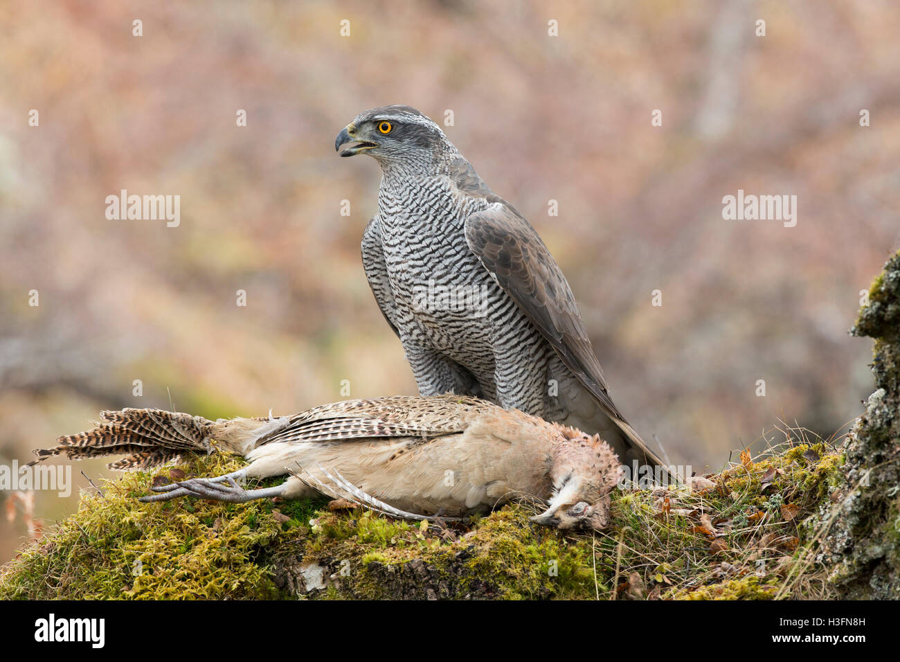 Goshawk; Accipiter gentilis Single Female with Prey Cornwall; UK Stock ...
