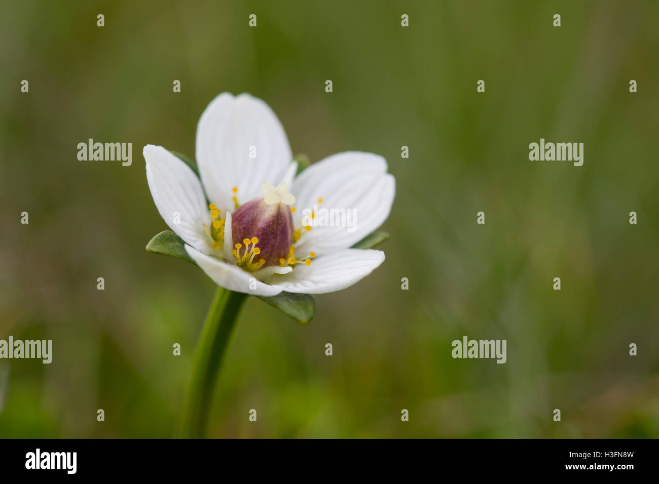 Parnassus grass hi-res stock photography and images - Alamy
