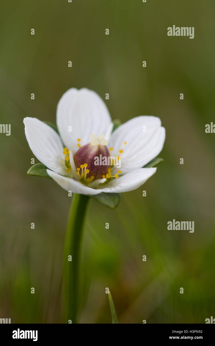 Grass of Parnassus; Parnassia palustris Flower Scotland; UK Stock Photo ...