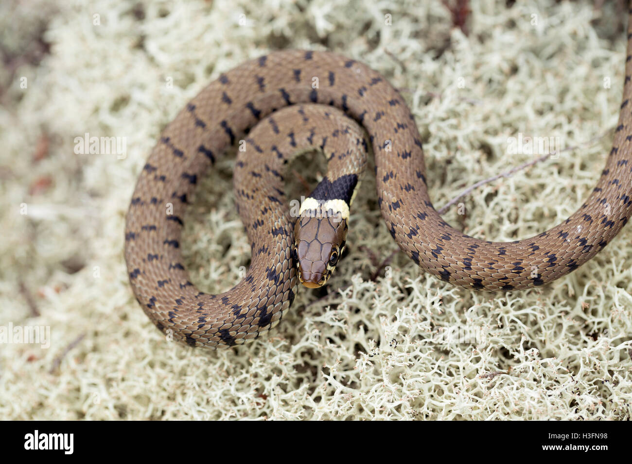 Grass snake uk hi-res stock photography and images - Alamy