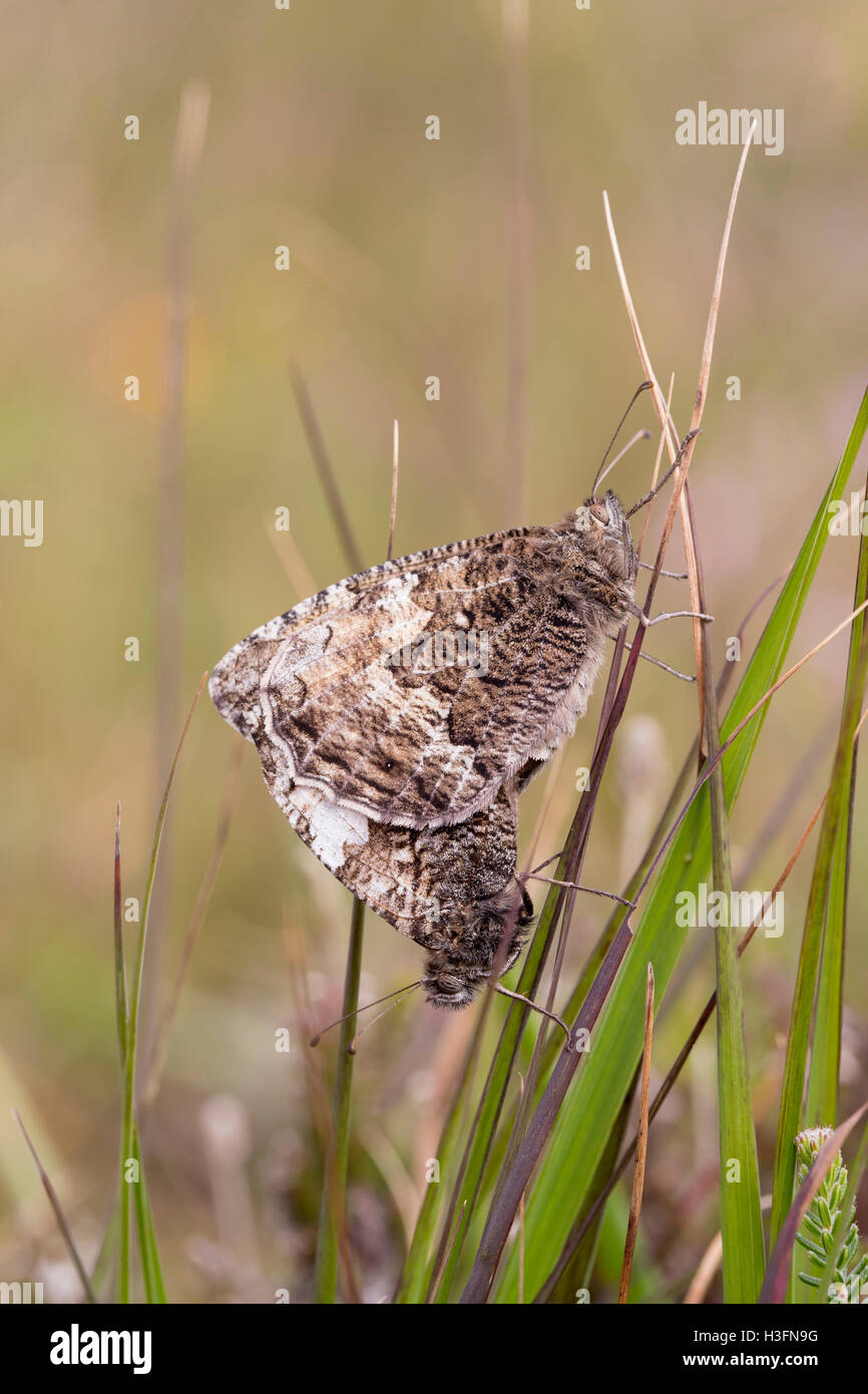 Grayling Butterfly; Hipparchia semele Two; Paired Cornwall; UK Stock ...