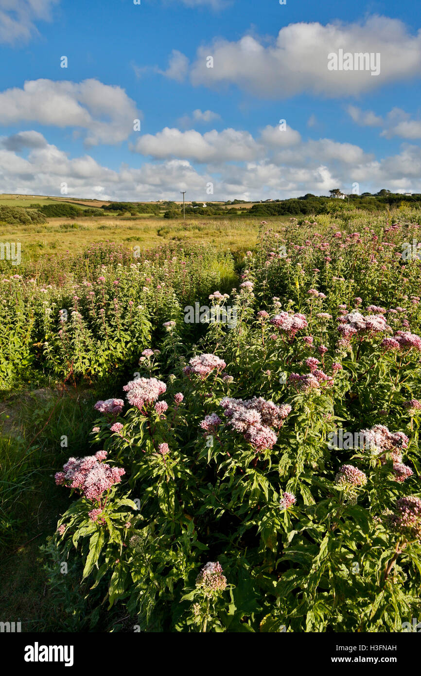 Hemp agrimony uk hi-res stock photography and images - Alamy