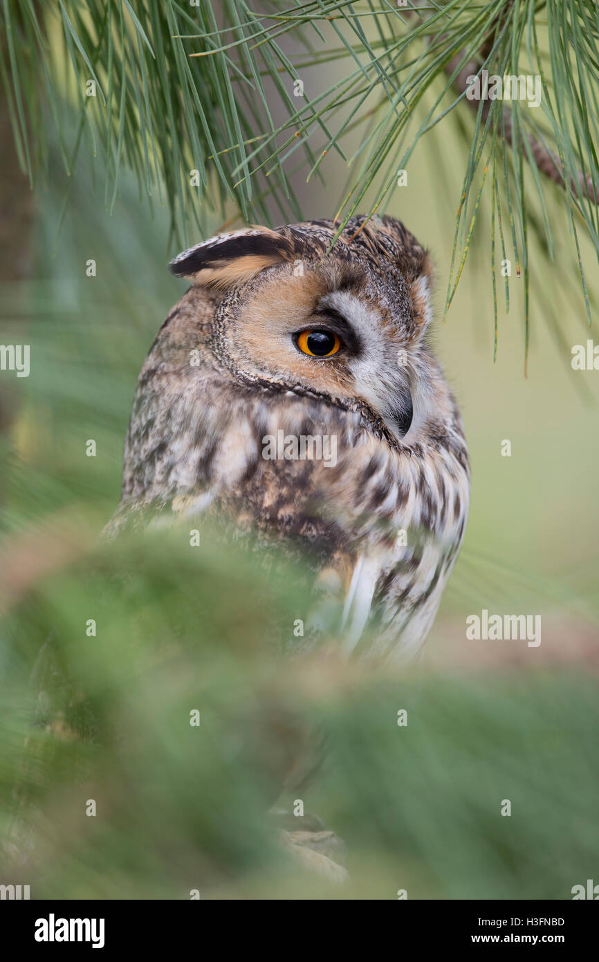 Asio_otus hi-res stock photography and images - Alamy