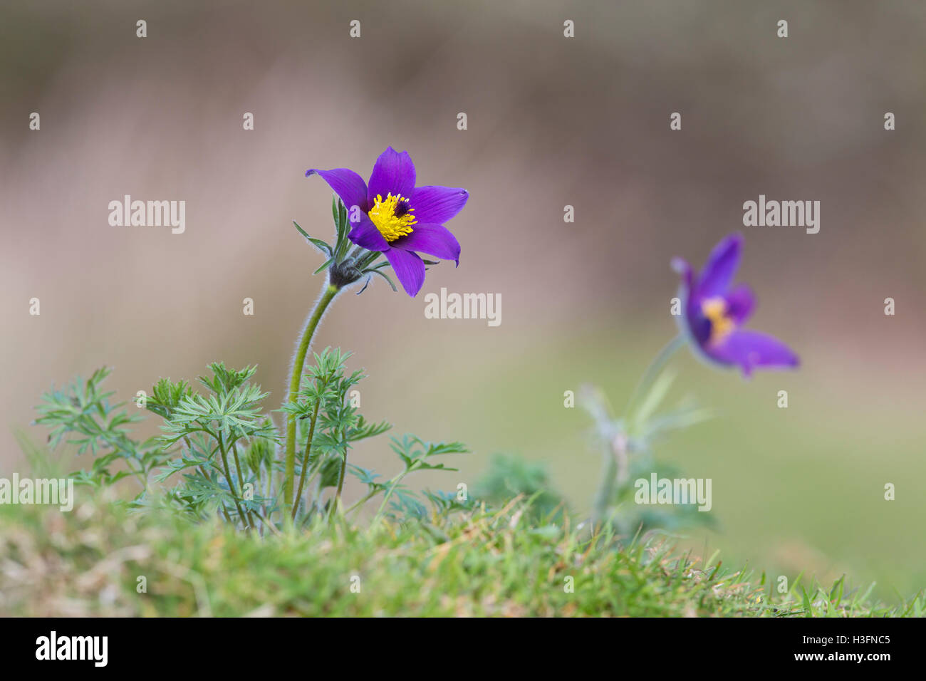 Pasque Flower; Pulsatilla vulgaris; Spring; Cornwall; UK Stock Photo ...