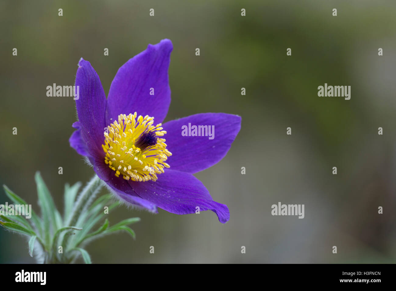 Pasque Flower; Pulsatilla vulgaris; Spring; Cornwall; UK Stock Photo ...