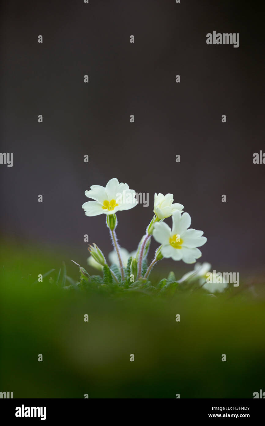 Primrose flowers uk hi-res stock photography and images - Alamy