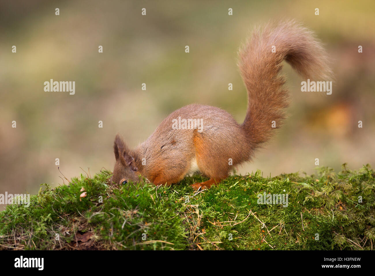Red squirrel bury nut hi-res stock photography and images - Alamy