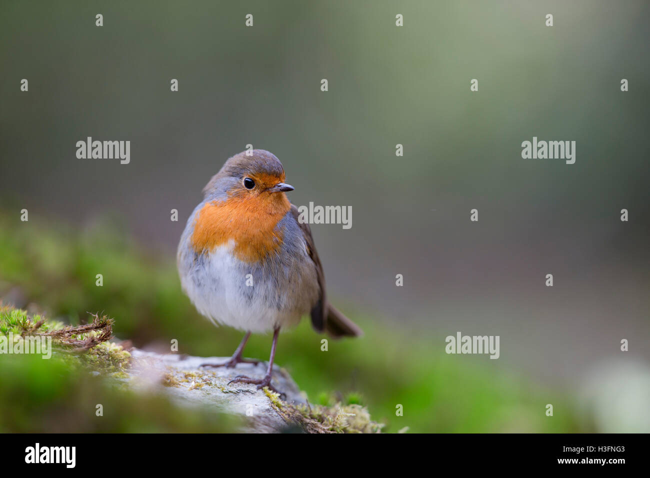 Rock robin hi-res stock photography and images - Alamy