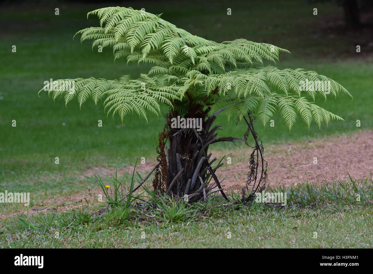 Young giant fern plant Stock Photo - Alamy