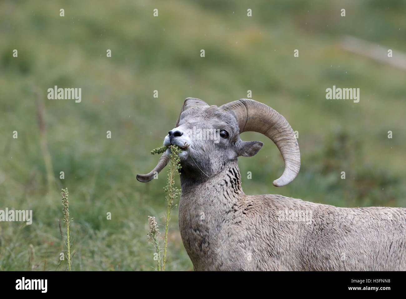 Bighorn Sheep Glacier National Park Montana USA Stock Photo - Alamy