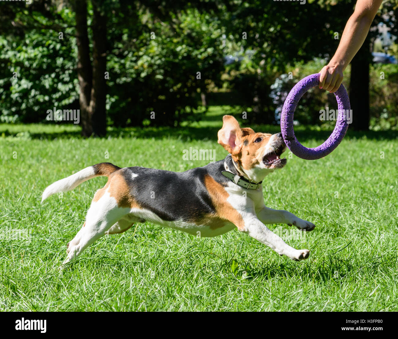 Dog pull toy hi-res stock photography and images - Alamy
