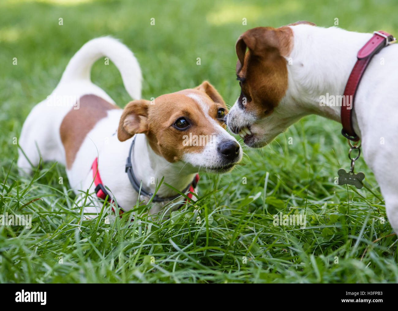 Dog demonstrating teeth and fangs as warning sign Stock Photo - Alamy