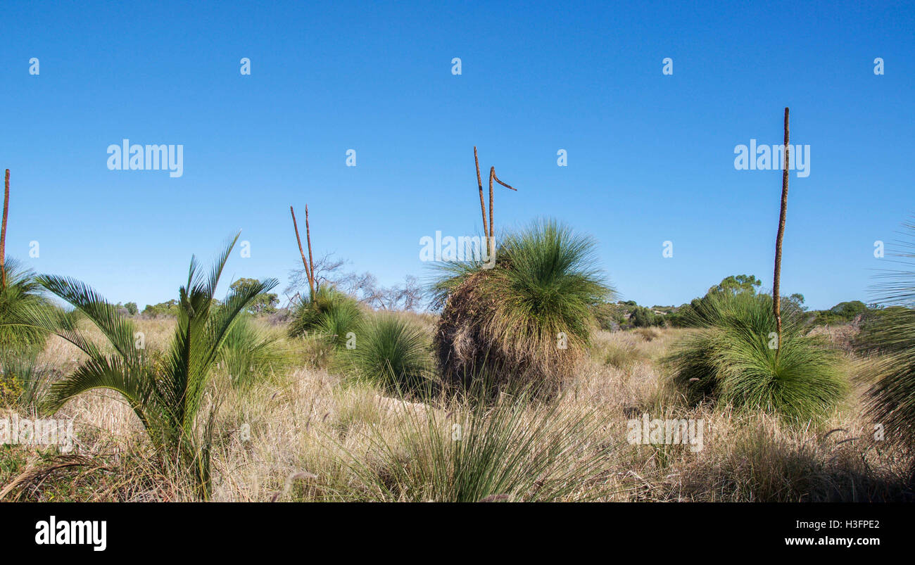 Australian Bushland High Resolution Stock Photography and Images - Alamy