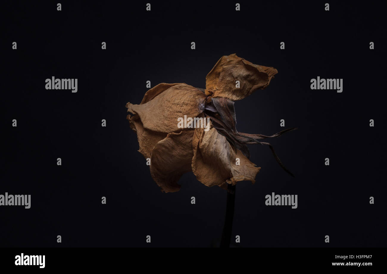Dying faded rose with beautiful texture Stock Photo - Alamy