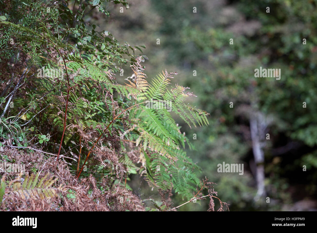 Green leaf in fall Stock Photo - Alamy