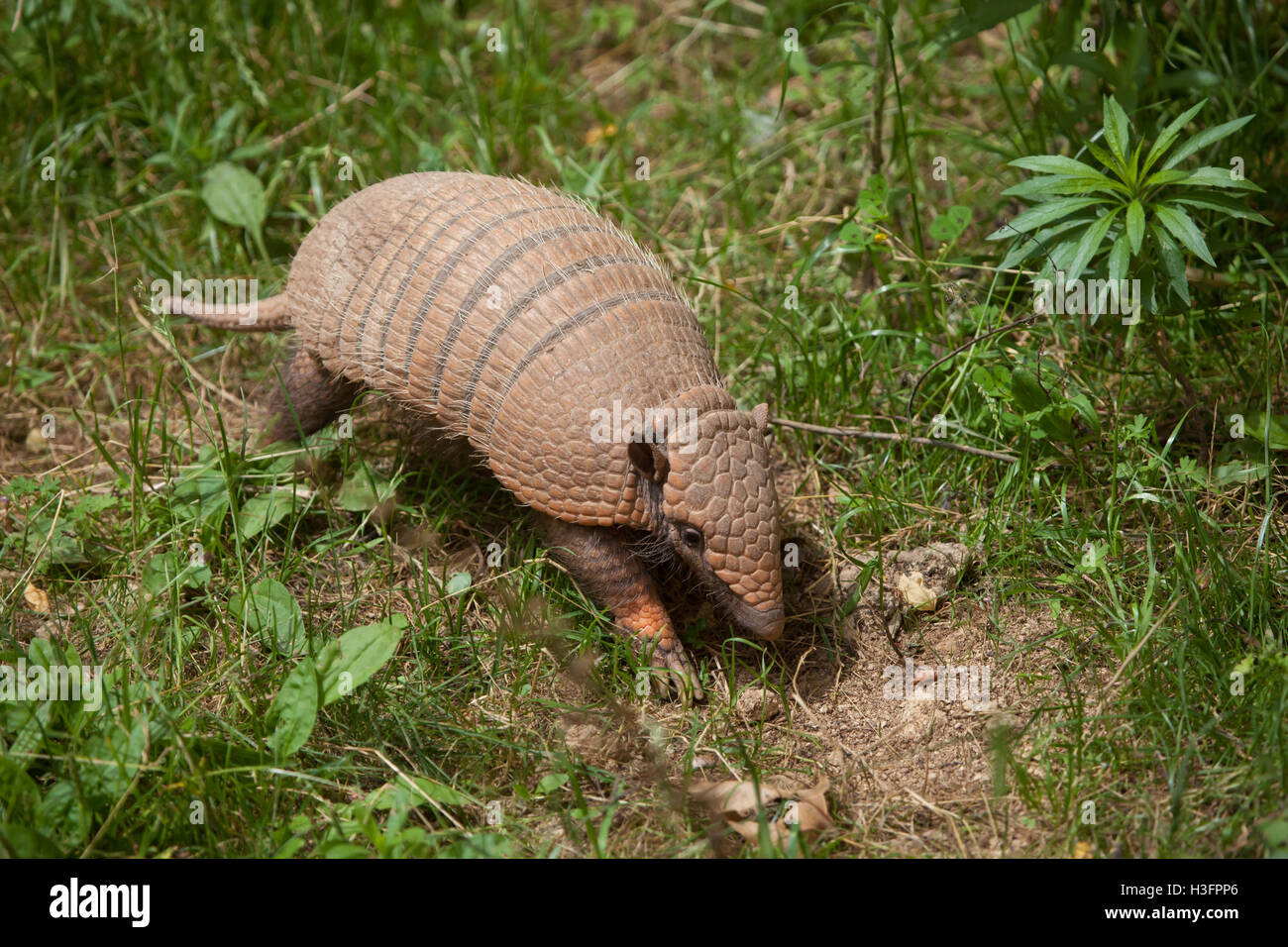 Six-banded armadillo (Euphractus sexcinctus), also known as the yellow ...