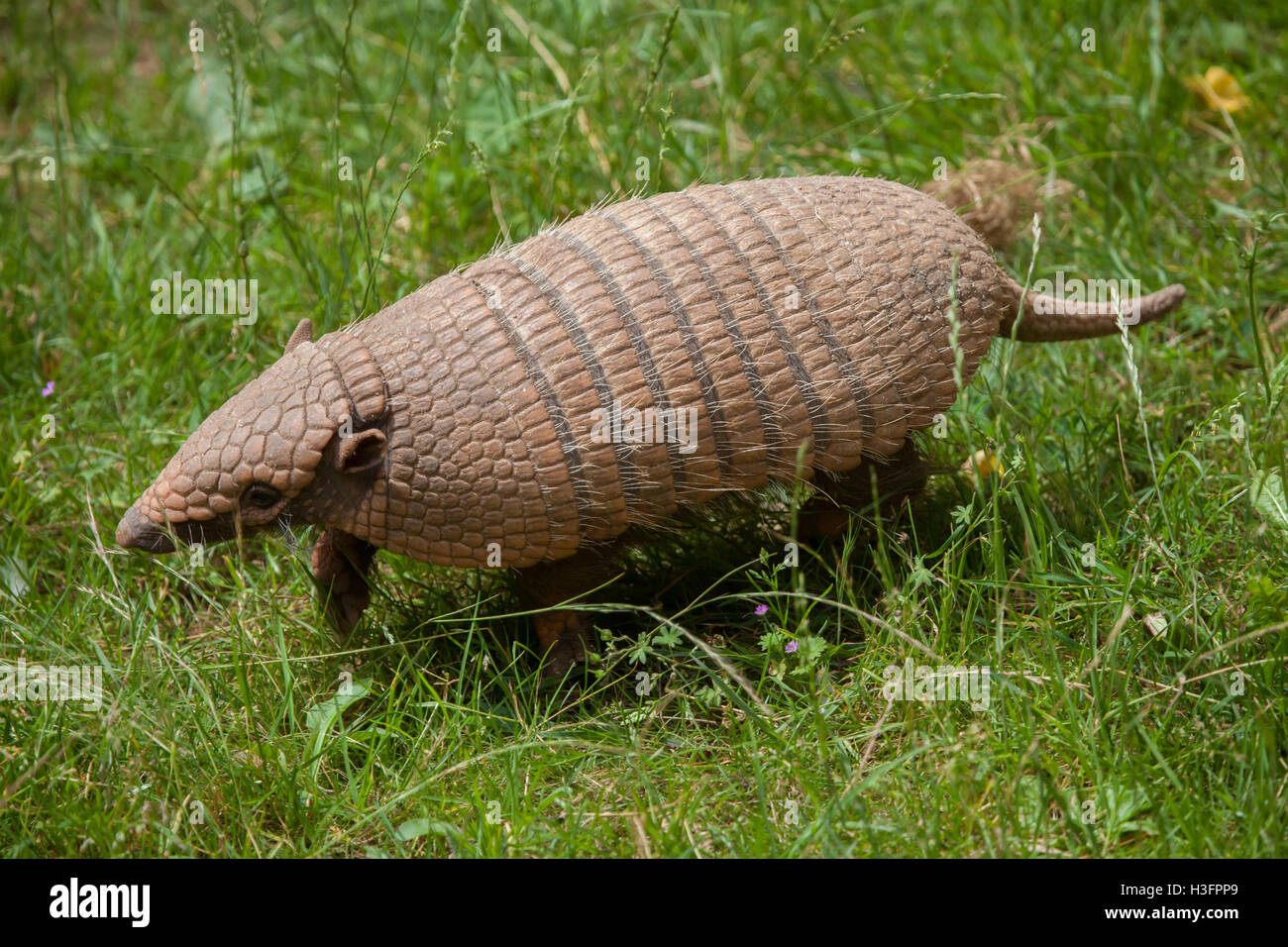 Brazil armadillos hi-res stock photography and images - Alamy